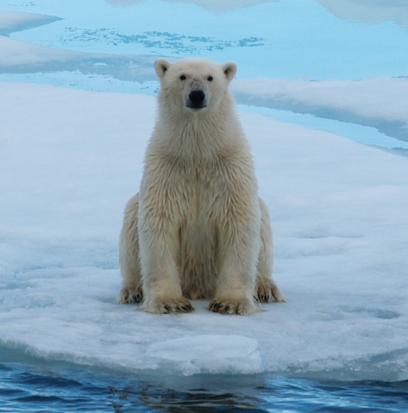 Ice Bear: The Cultural History of an Arctic Icon : EcoLit Books